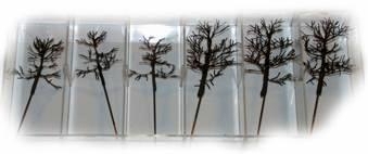 N Scale Architect 60015NSAR Maple Sugar Bush Tree Set with Details